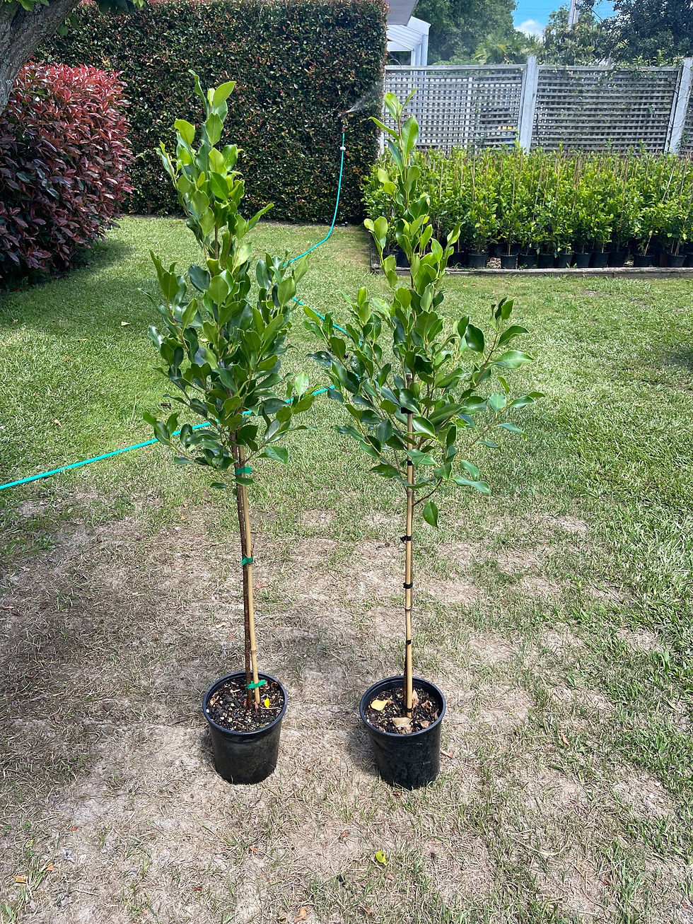 Ficus tuffi pleached | Botanic Creations