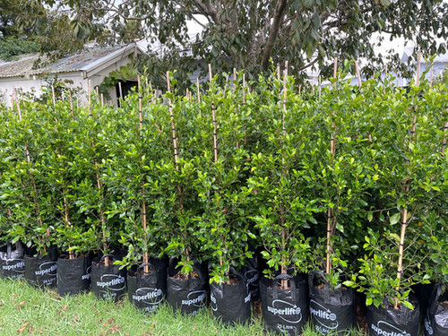 Ficus tuffi 25L | Botanic Creations