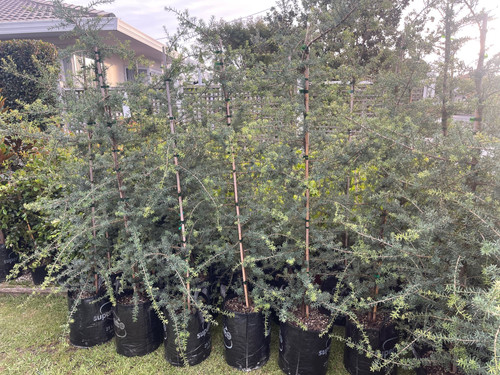 Totara “matapouri blue” | Botanic Creations