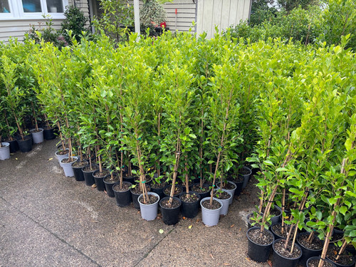 Ficus tuffi 1.2m | Botanic Creations