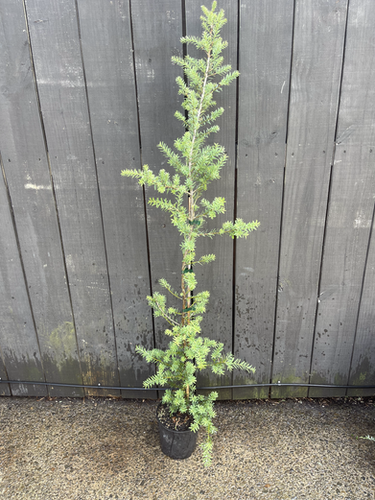 Podocarpus "Matapouri blue" | Botanic Creations