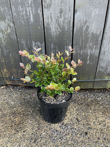 Royena lucida | Botanic Creations