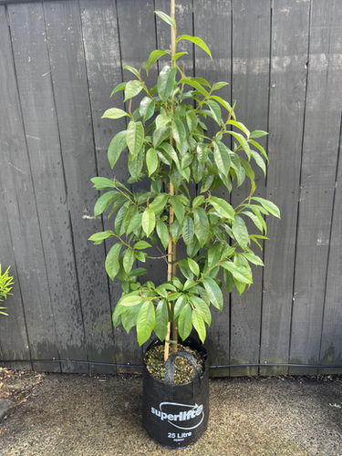 Michelia"bubbles" | Botanic Creations