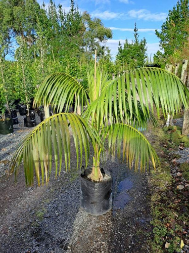 Howea Forsteriana | Botanic Creations