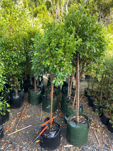 Ficus tuffi "pleached" | Botanic Creations