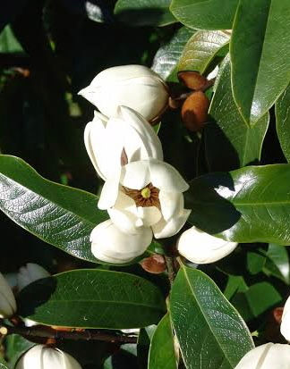 Shop | Botanic Creations 2/2