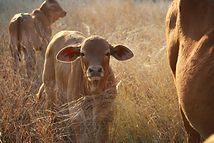Droughtmaster Australia, Droughtmaster Cattle, Droughtmaster Society