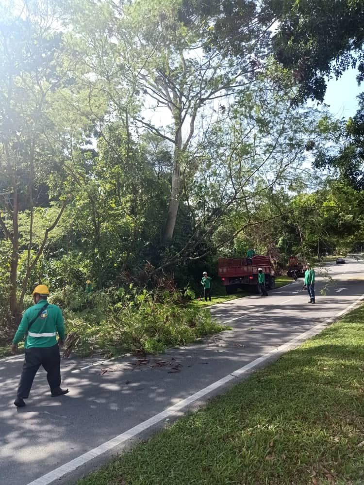 OVERHANGING TREE BRANCHES AT TUARAN ROAD PRUNED