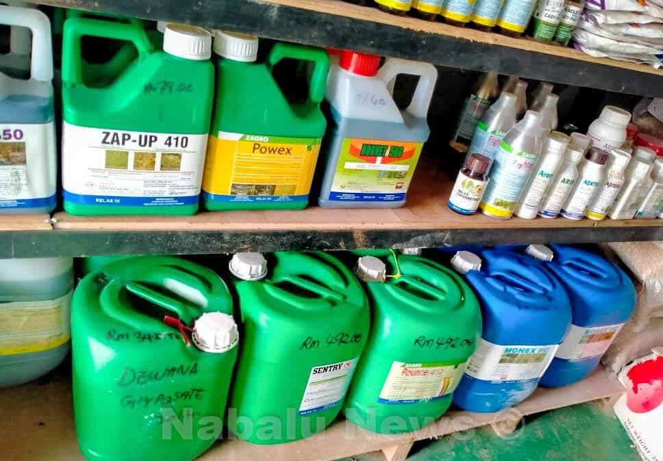 Pekebun kecil sawit mengeluh harga racun, baja naik mendadakPekebun ...