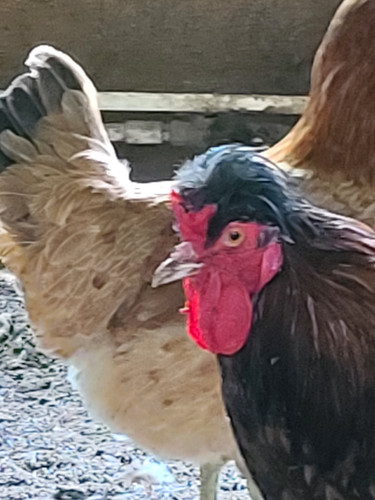 Sanjak Longcrower | Rare Treasures