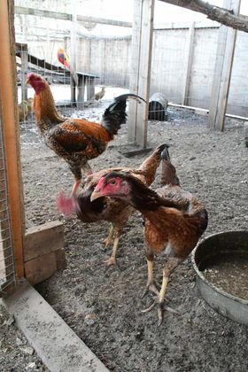 Indio Gigante (Indian Giant) | Rare Treasures