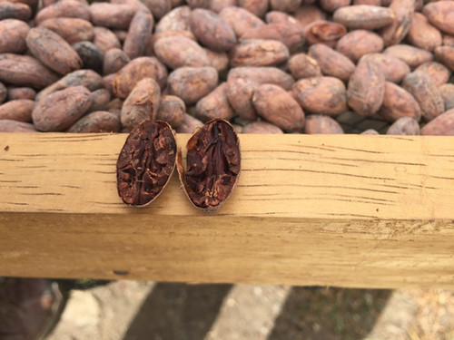 Bulk Cacao Beans - VRAE Variety (5kg) | Cacao Life
