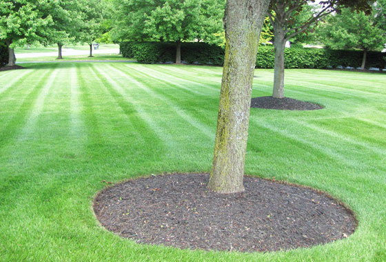 Mow Bros. LLC | Lawn Care Service Noblesville | Family-Owned, Faith Driven