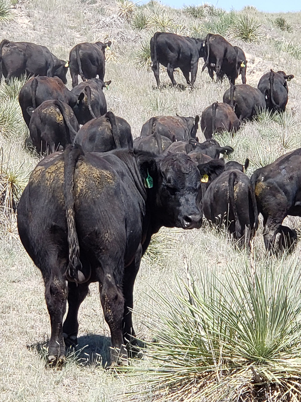 Chrisman Family Cattle | Breeding Program | Chrisman Cattle ...