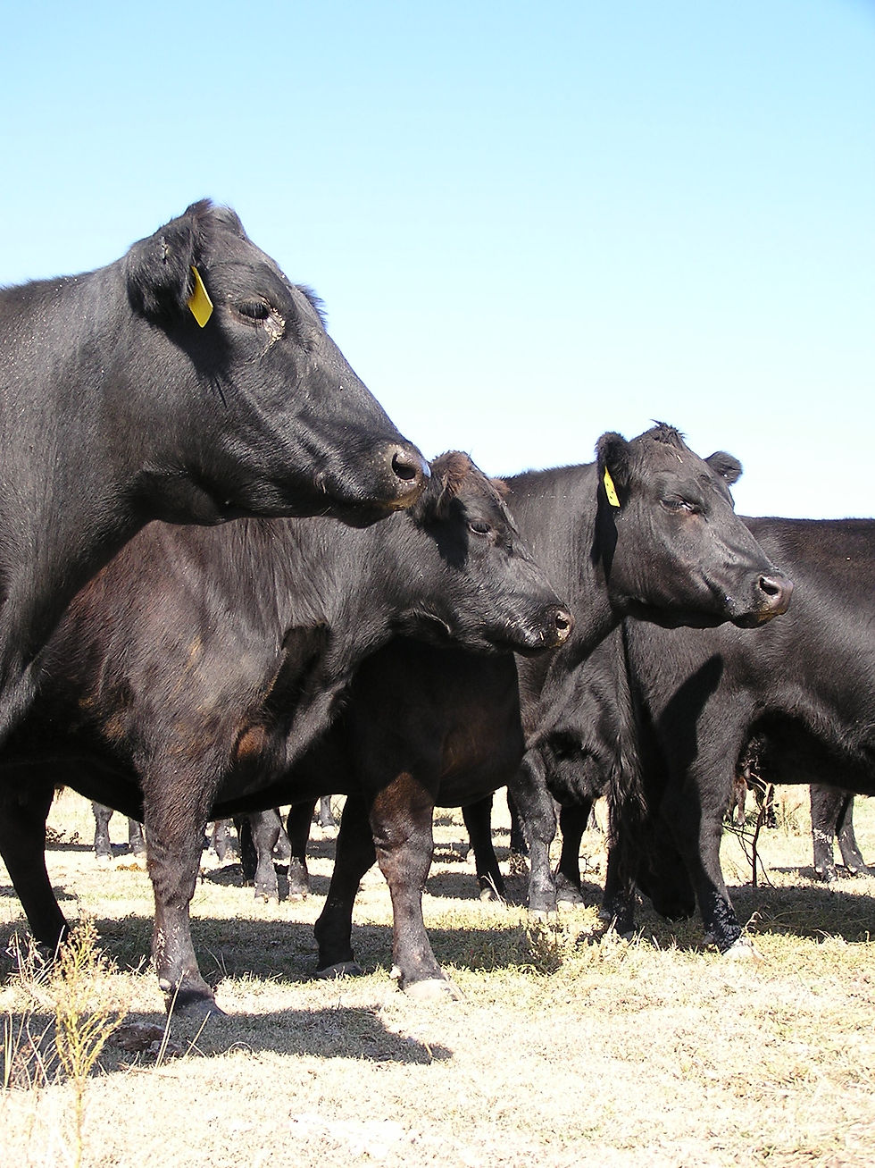 Services | Chrisman Cattle | Artificial Insemination | Angus & SimAngus ...