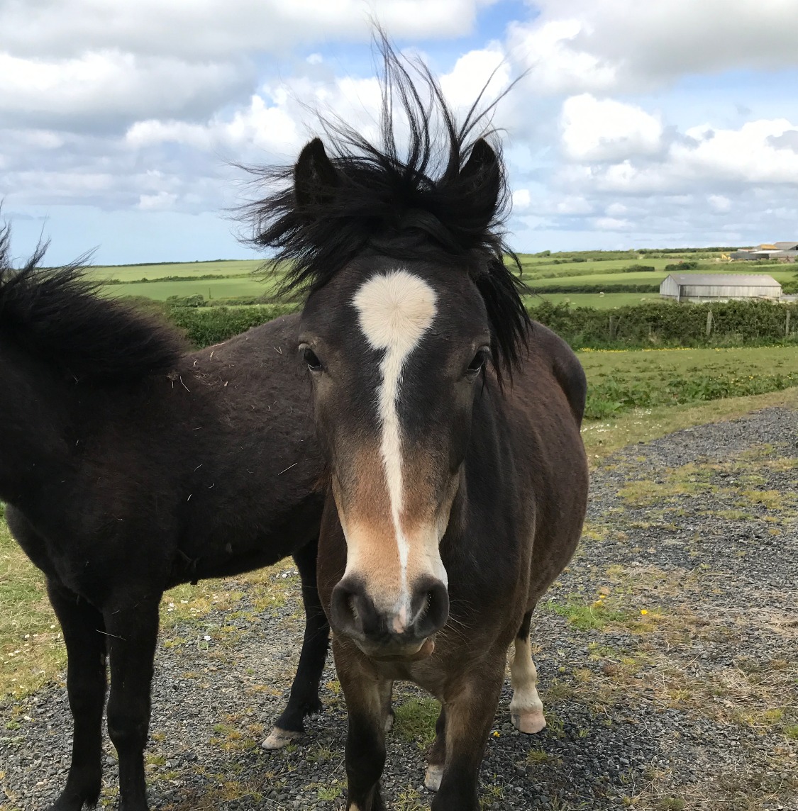 OUR PONIES | bodminmoorlandpony