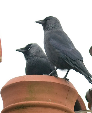 Chimney Clean Sweep Services | Chimney Sweeping | Stove Installation ...