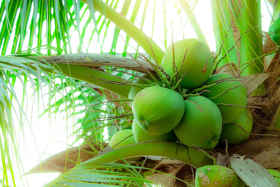 #4 Coconut: An Outstanding Tropical Fruit