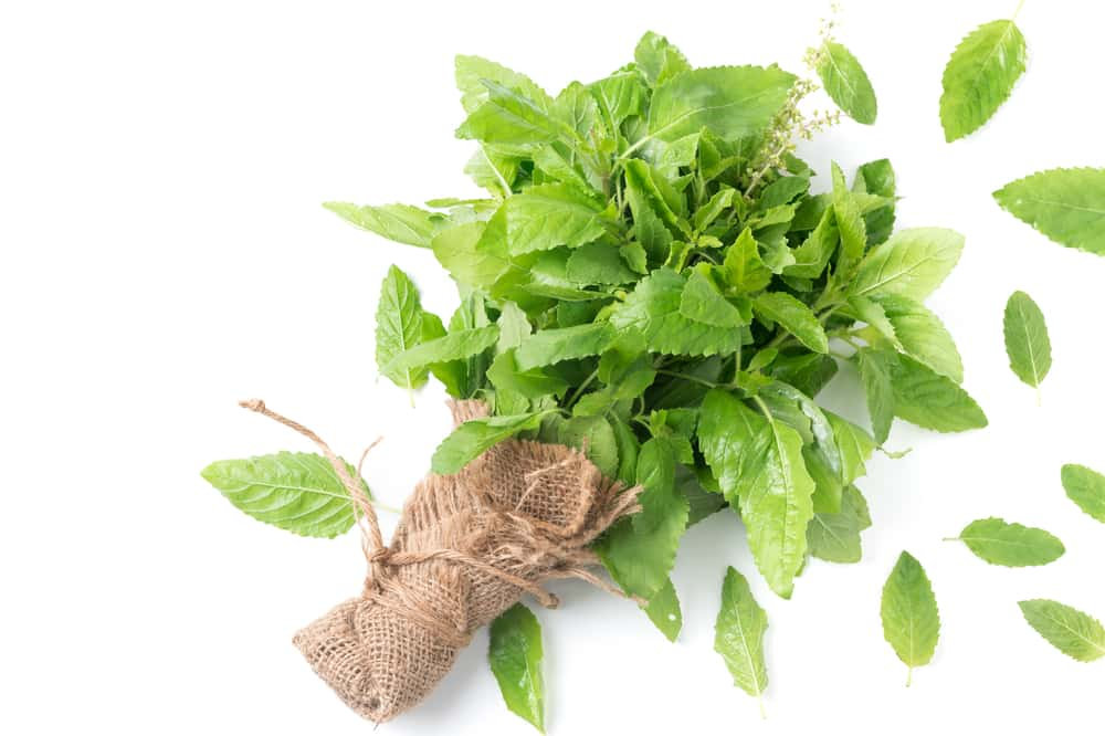 The Benefits of Holy Basil for Stress and Anxiety