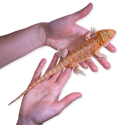 Bradata Agama - Pogona Vitticeps | Svet Ljubimaca