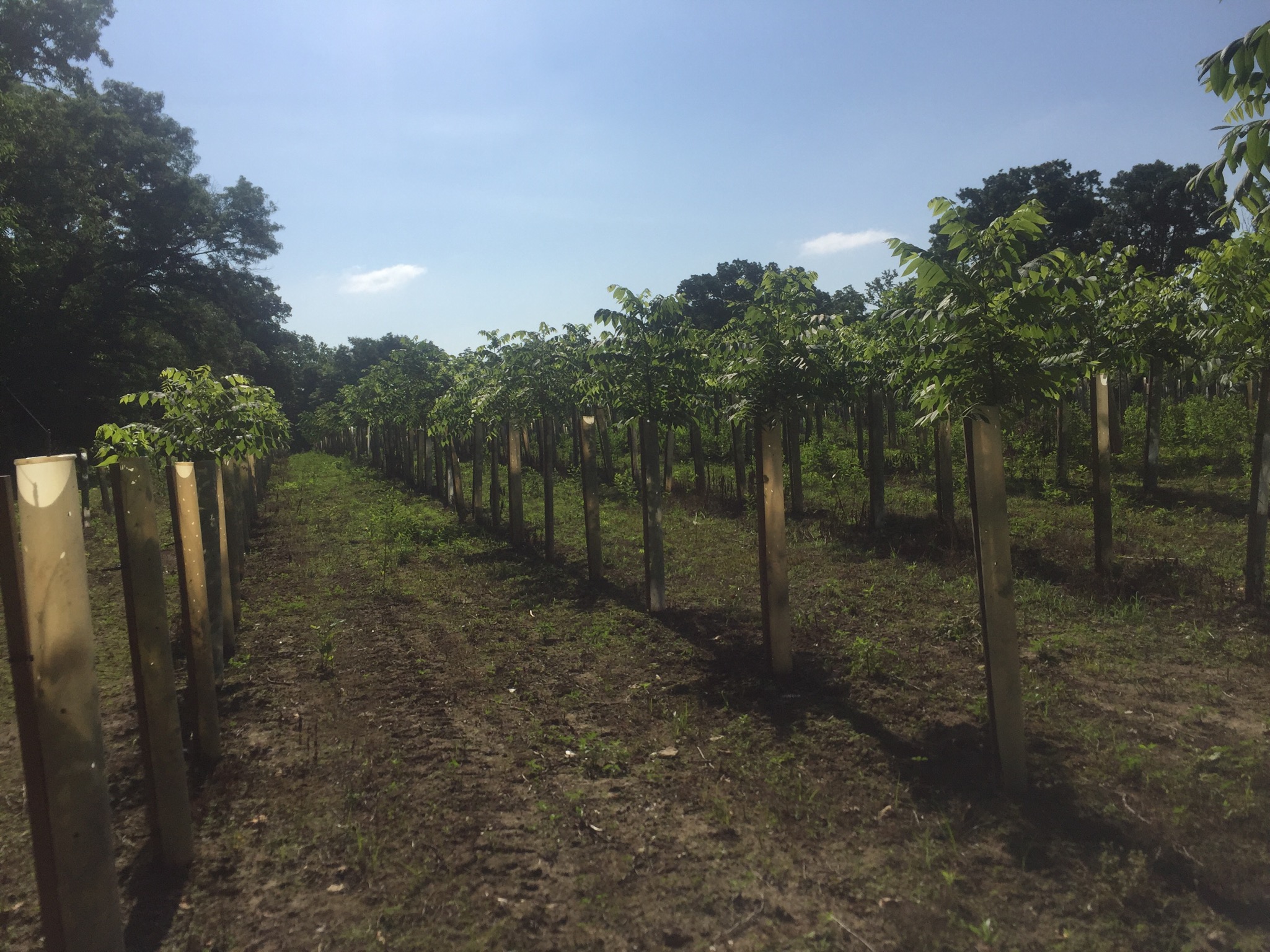 Kansas Forestry Association Homepage