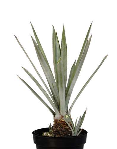 Agave Gris | Acasia