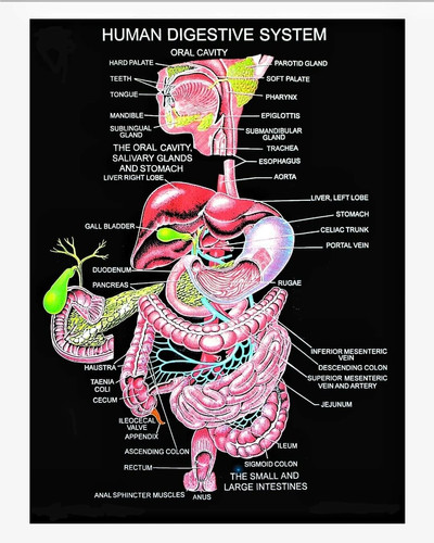 Human Digestive System Educational Chart | Ashnoor Enterprise