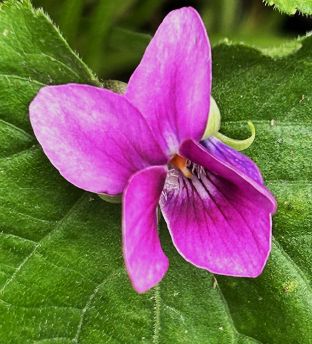 Viola odorata "Opera" | My Site