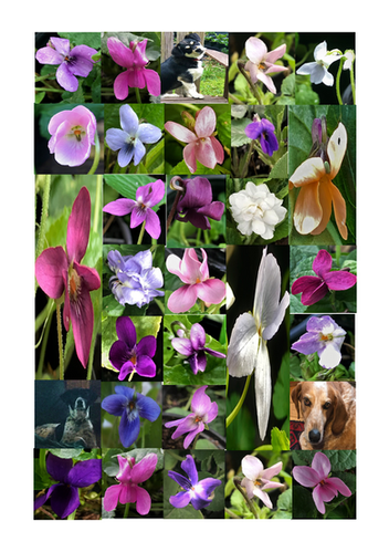 The Violets | My Site