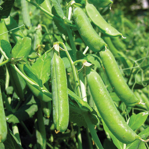 Pea 'Progress' | Ōtepoti Organics