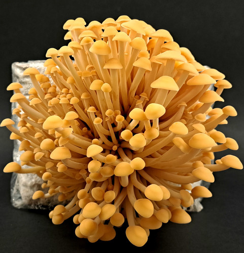 Enoki Mushroom Grow Kit | MycoLogic