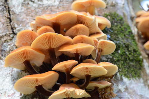 Enoki | MycoLogic