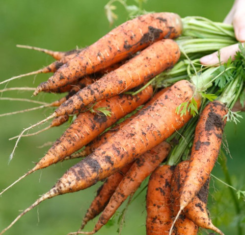 Carrot 'Beta' | Ōtepoti Organics