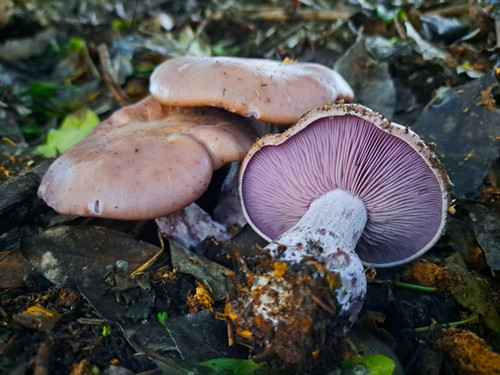 Wood Blewits | MycoLogic