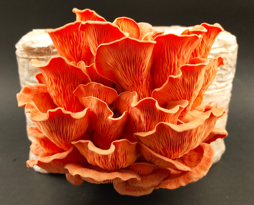 Pink Oyster | MycoLogic