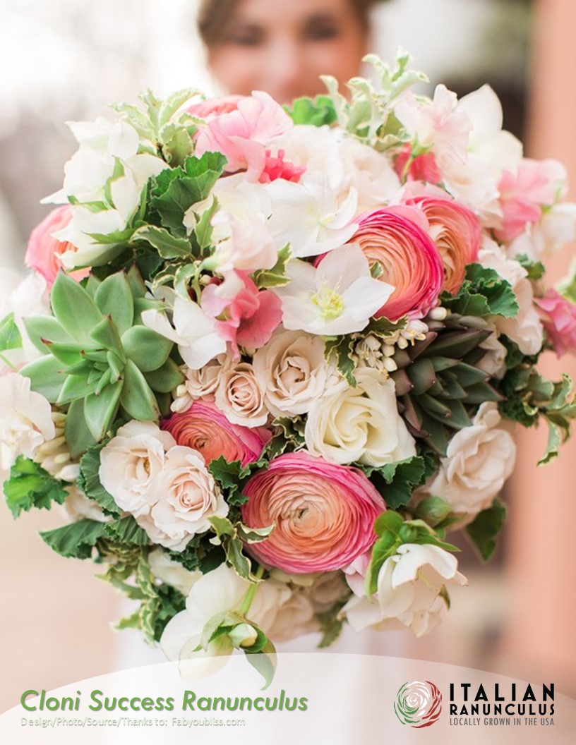 Cloni Success Ranunculus | italian-ranunculus