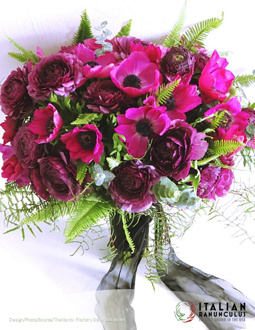 Mistral Anemone | italian-ranunculus