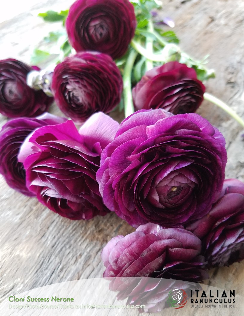 Cloni Success Ranunculus | italian-ranunculus
