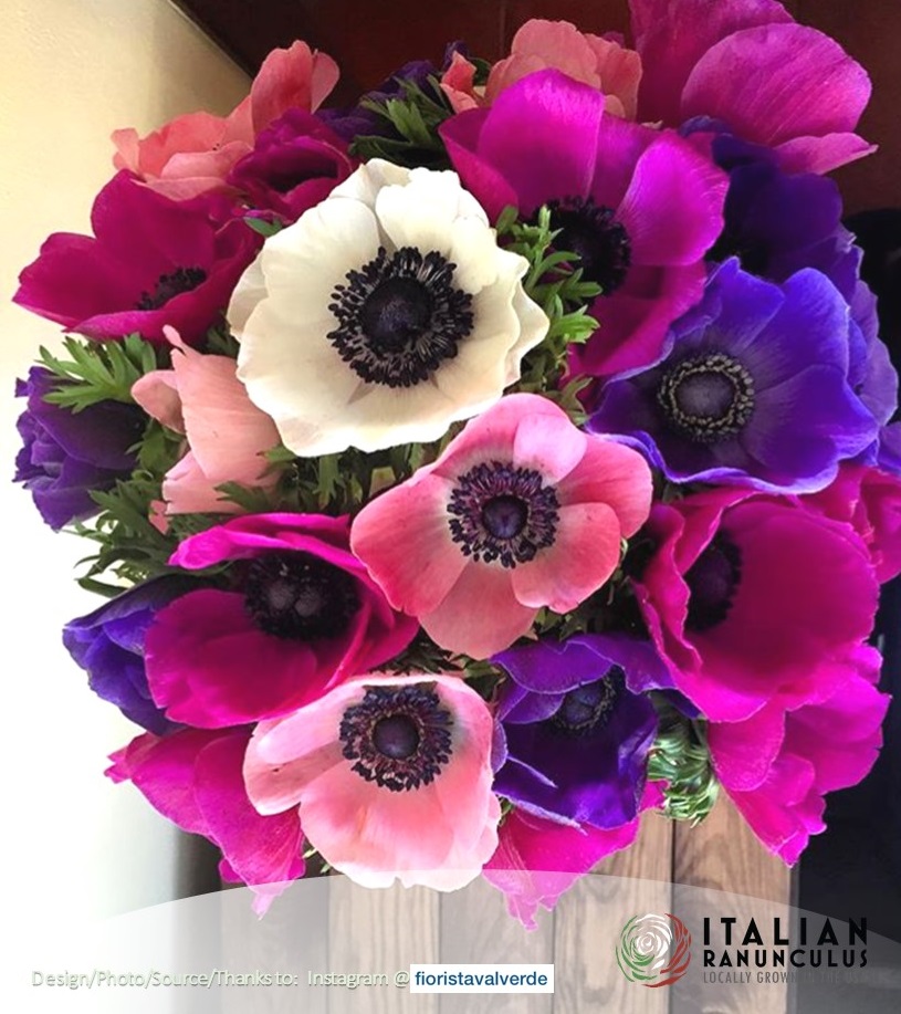 Mistral Anemone | italian-ranunculus