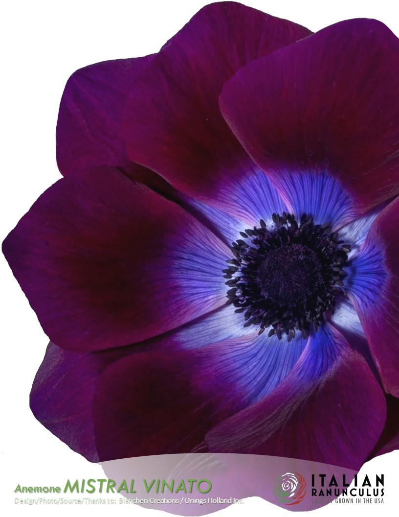Mistral Anemone | italian-ranunculus