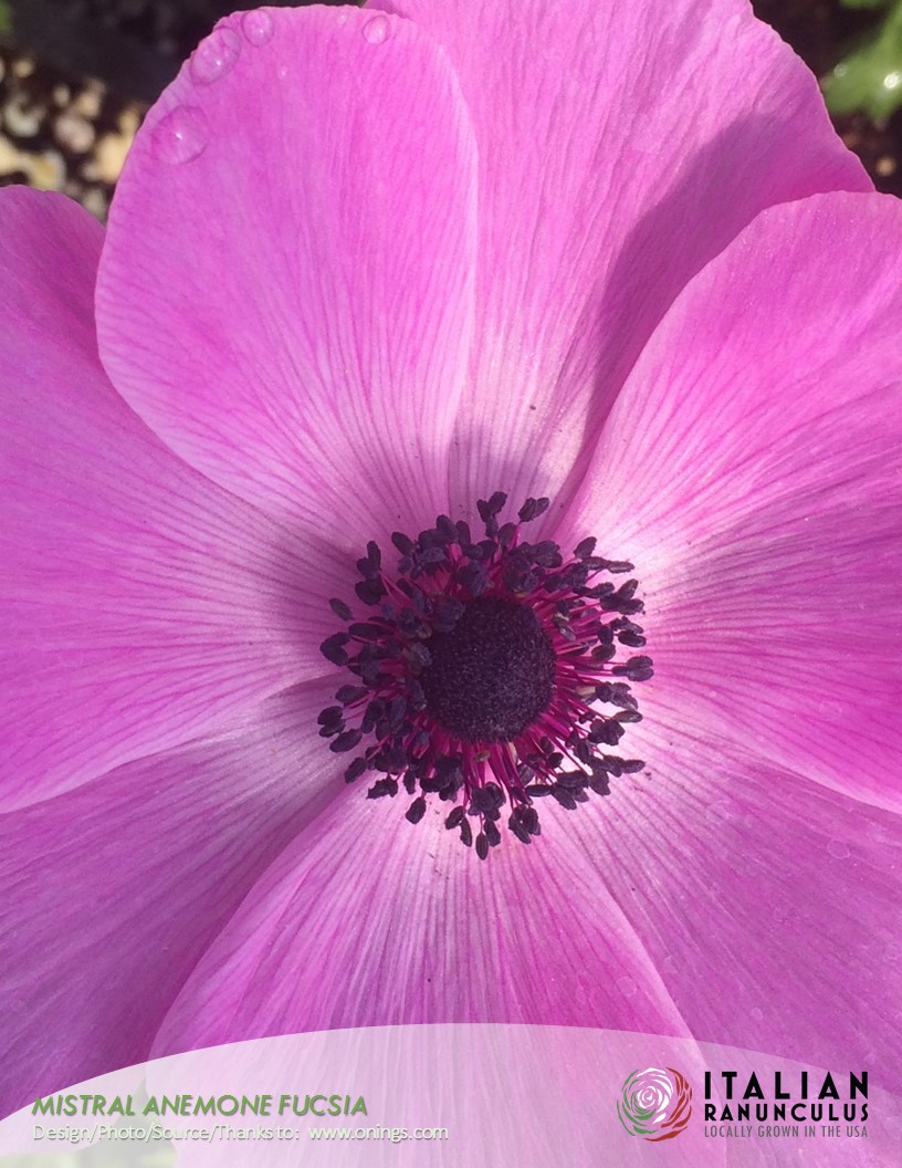 Mistral Anemone | italian-ranunculus