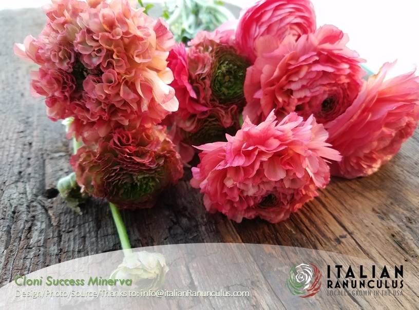 Cloni Success Ranunculus | italian-ranunculus