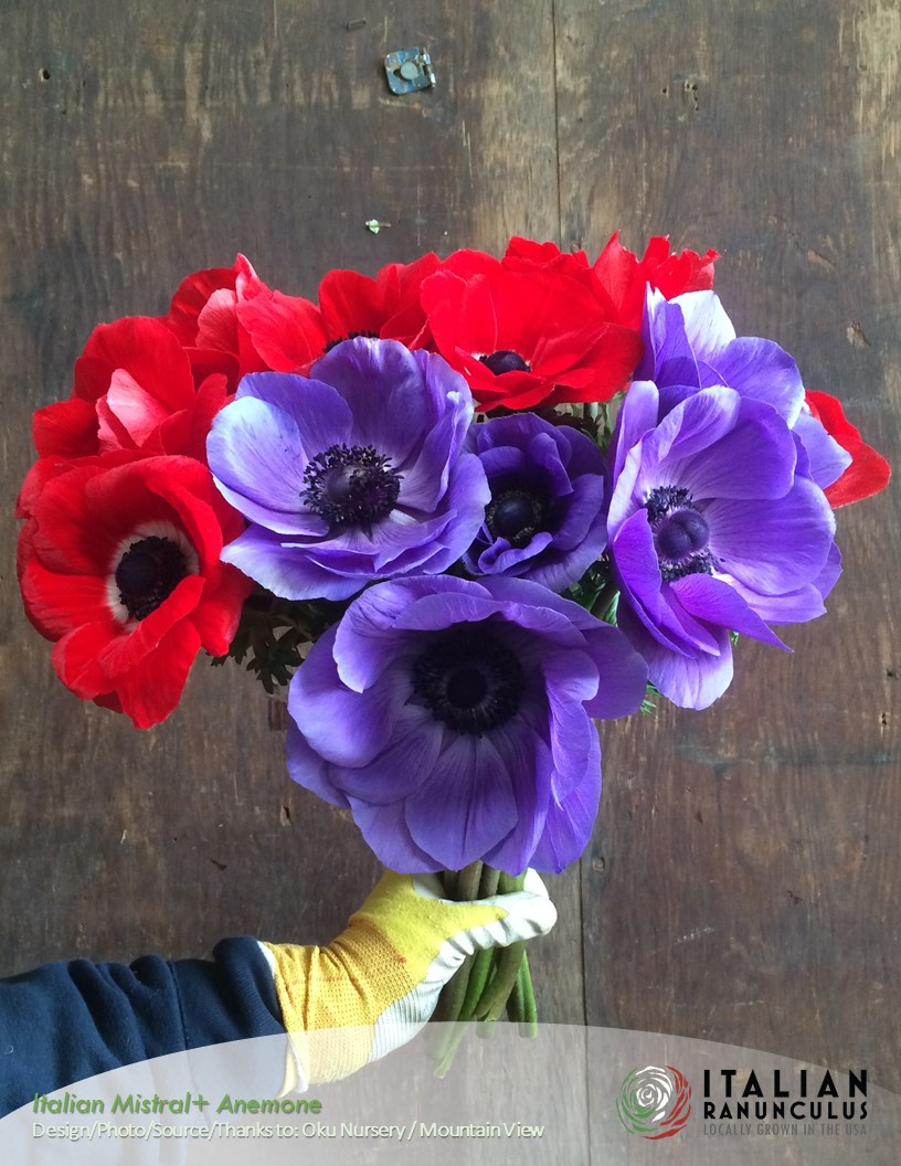 Mistral Anemone | italian-ranunculus