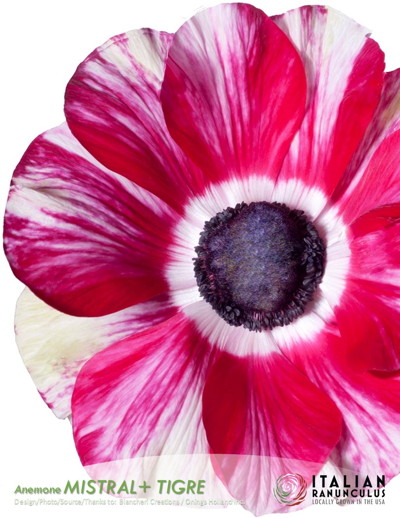 Mistral Anemone | italian-ranunculus