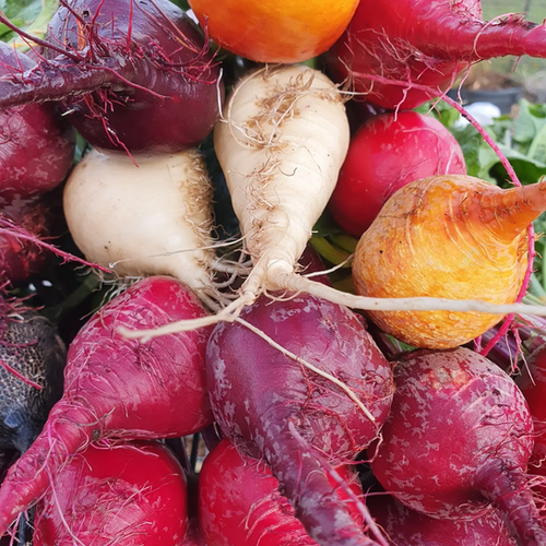 Seeds - Beetroot Heirloom Mix | Heirloom Naturally
