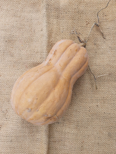 Seeds - Pumpkin Violina di Rugosa | Heirloom Naturally