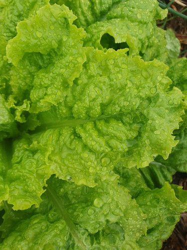 Seeds - Lettuce Australian yellow | Heirloom Naturally