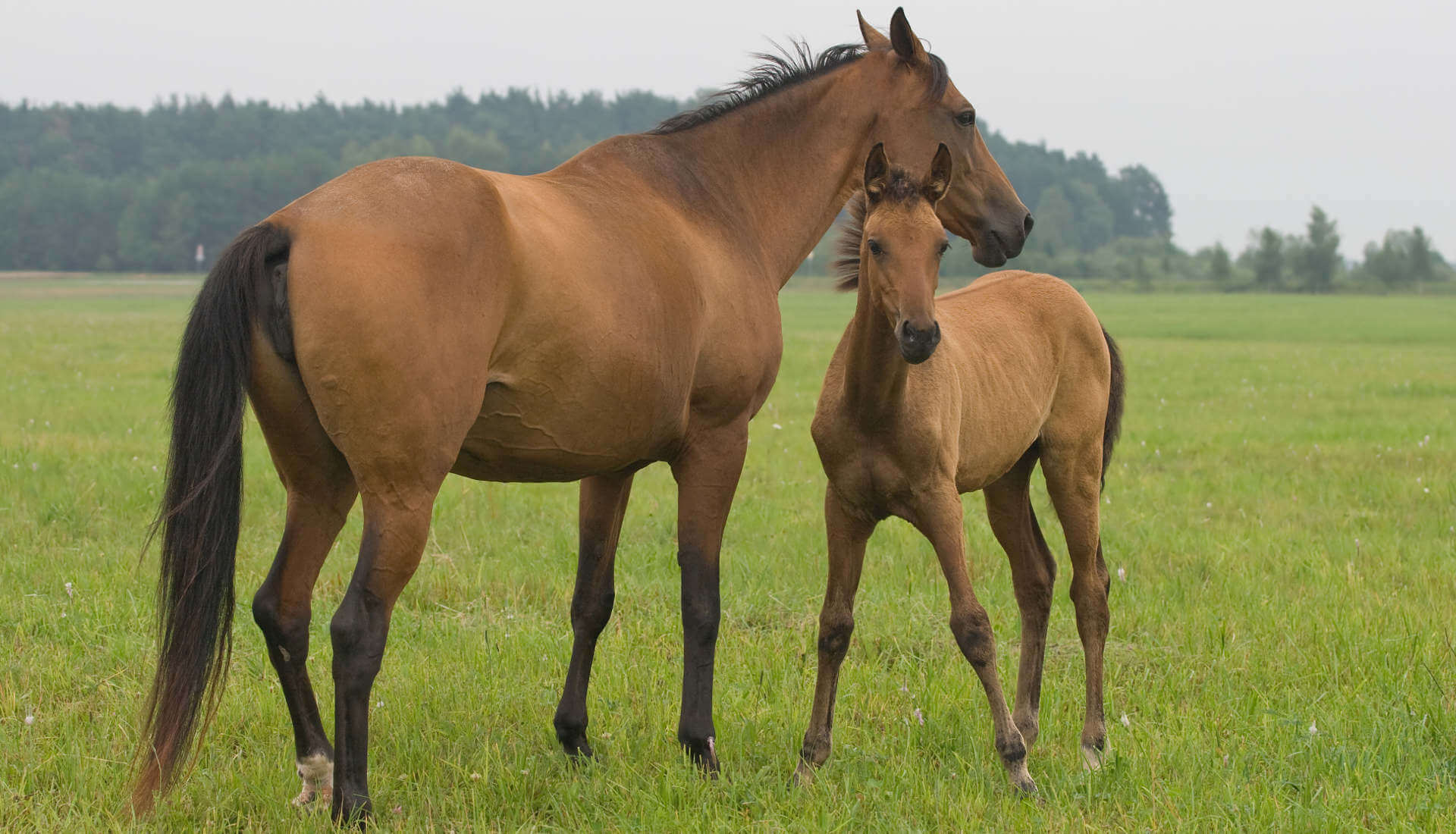 Kansas Center for Equine Reproduction | Horse Breeding | Lawrence KS