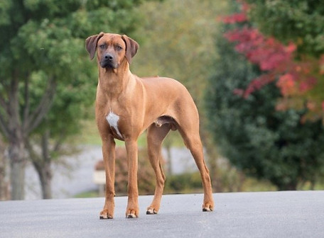 Stud Dogs | Adili Ridgebacks