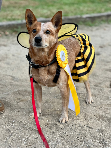 Home | Ellis Equestrian Services LLC